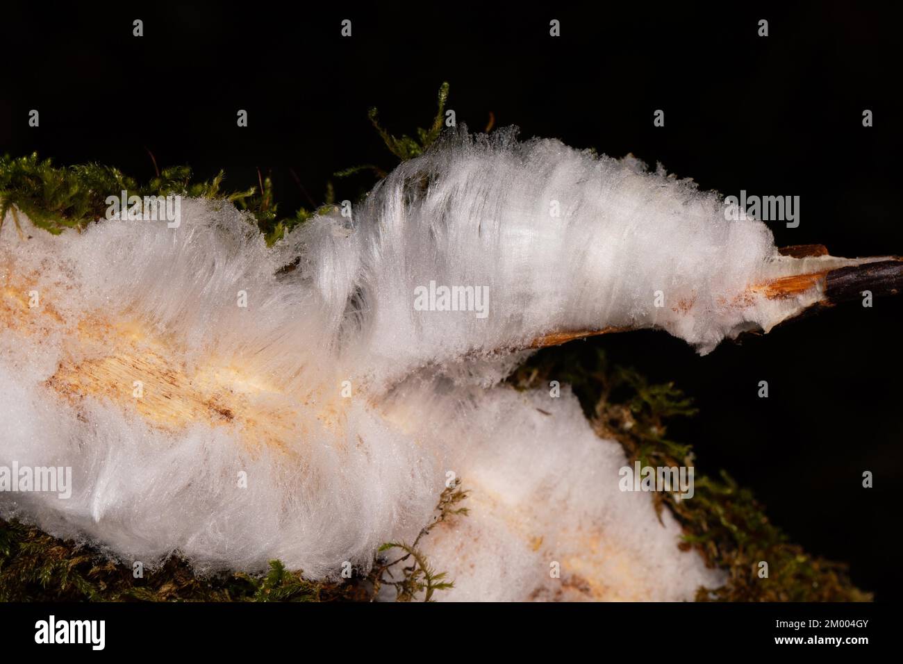 Hair ice fruit bodies white wavy ice needles on branch with green moss ...