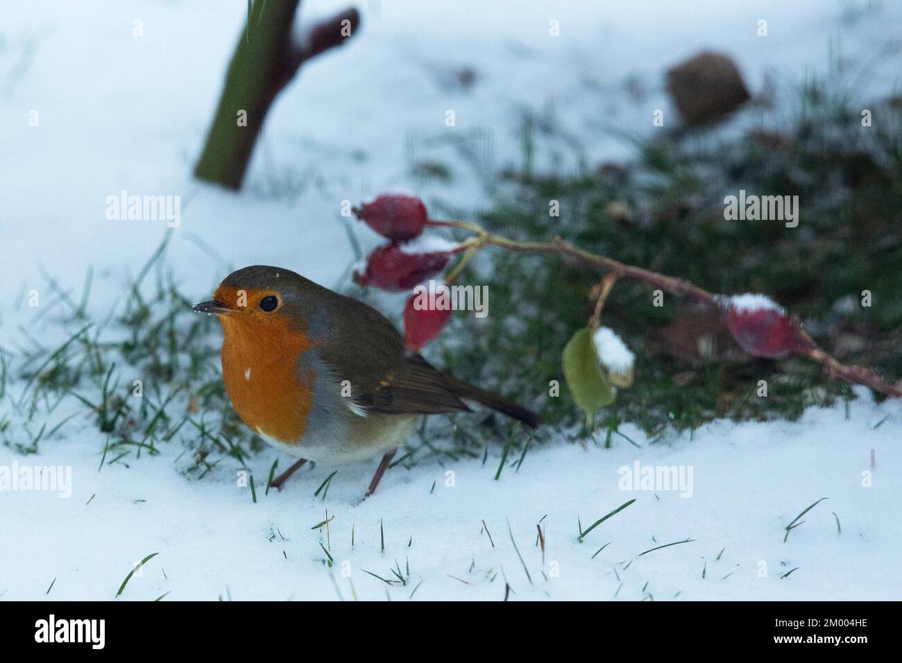 Robin sitting in green grass with snow in front of branch with red rose ...