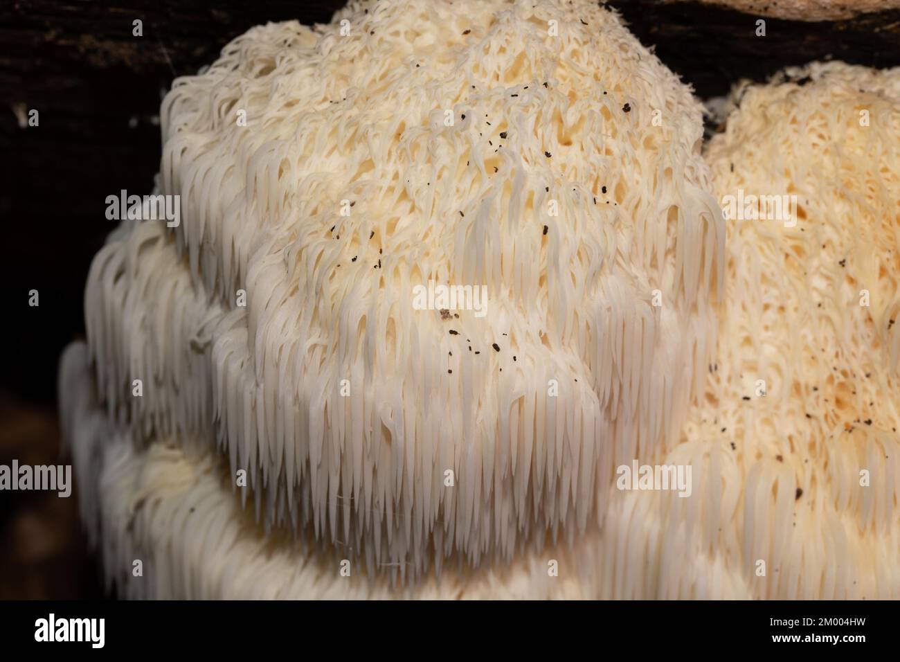 bearded tooth mushroom Fruit body with cream-coloured drooping spines ...