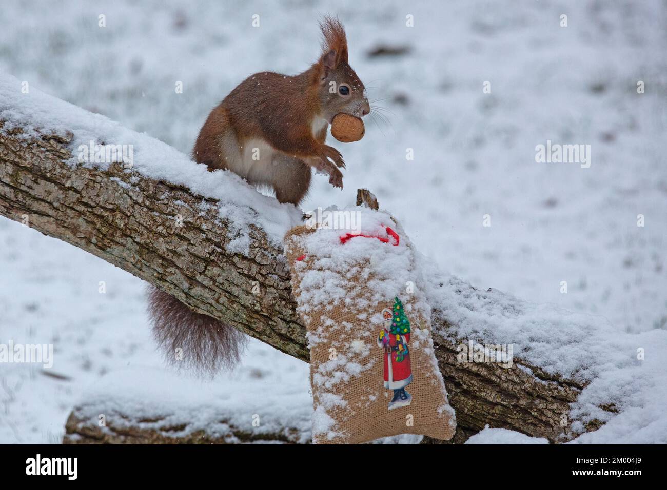 Squirrel with nut in mouth standing on tree trunk with jute sack with ...