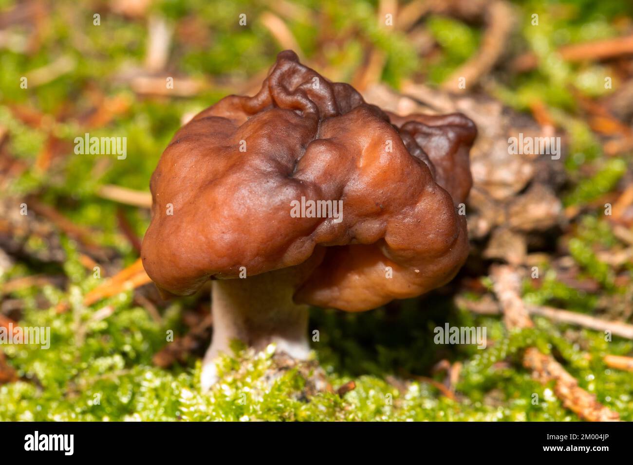 Bishop's cap fruiting body with light brown lobed cap and stalk green ...