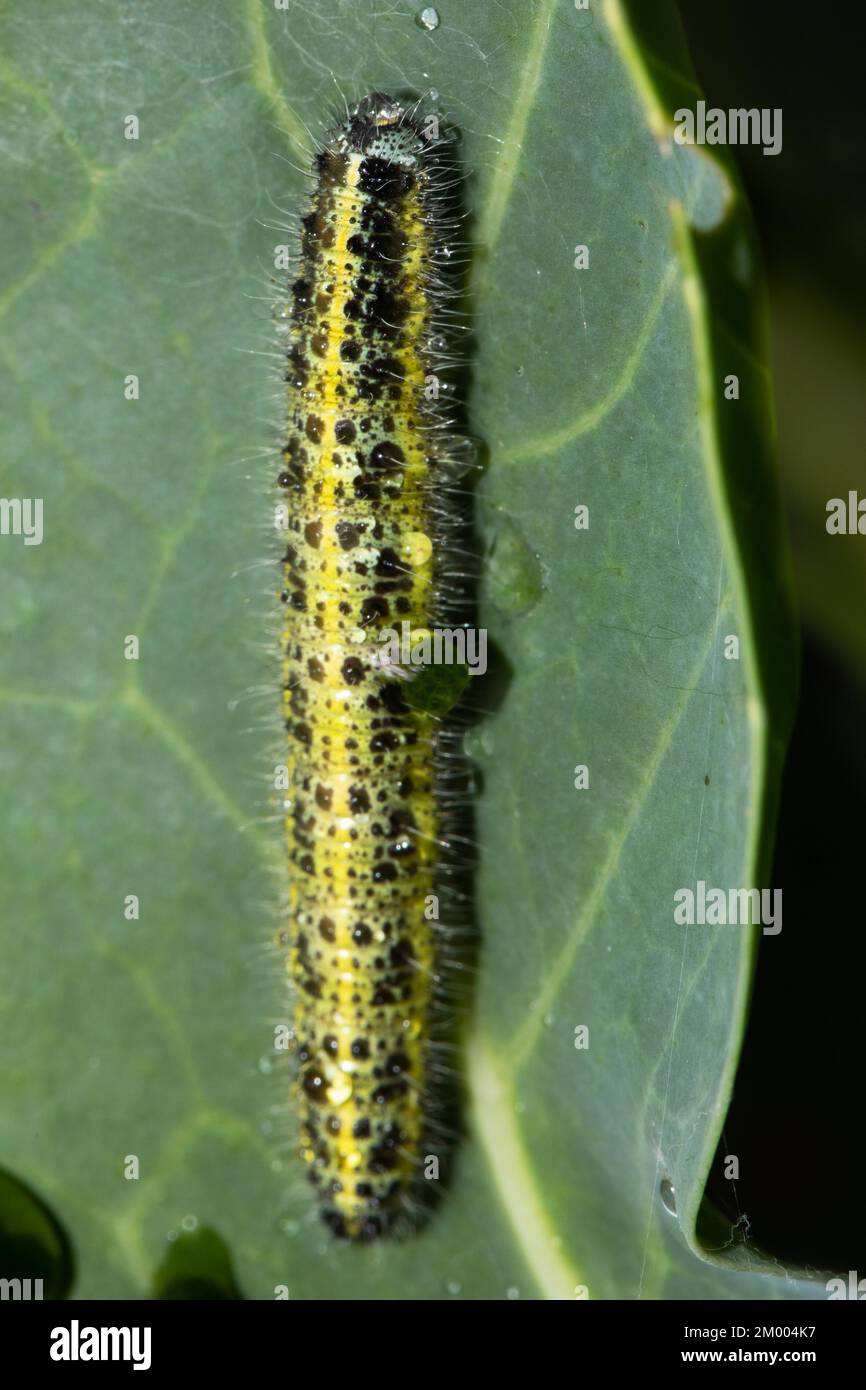 Large cabbage white caterpillar sitting on green leaf looking up Stock ...