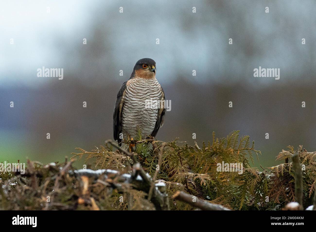 Sparrowhawk sitting on garden hedge looking from the front Stock Photo ...