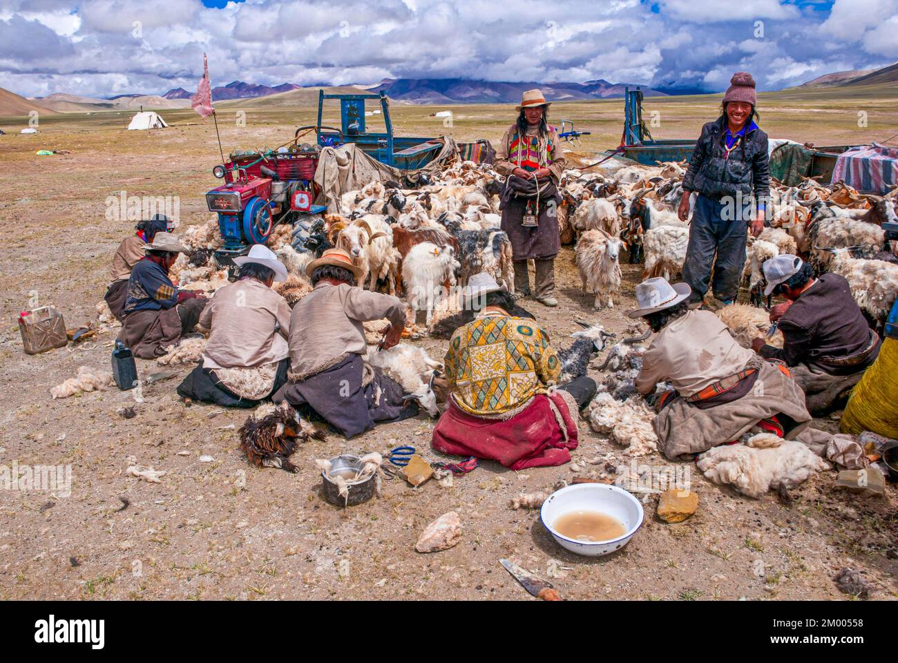 Tibetan shepards shaving sheeps along the road from Tsochen to Lhasa ...