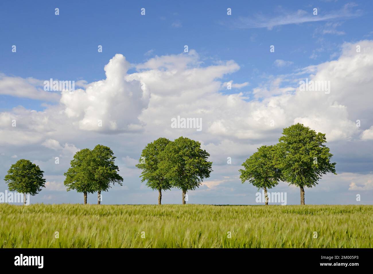 Linden trees (Tilia), row of trees by a green grain field, blue cloudy ...
