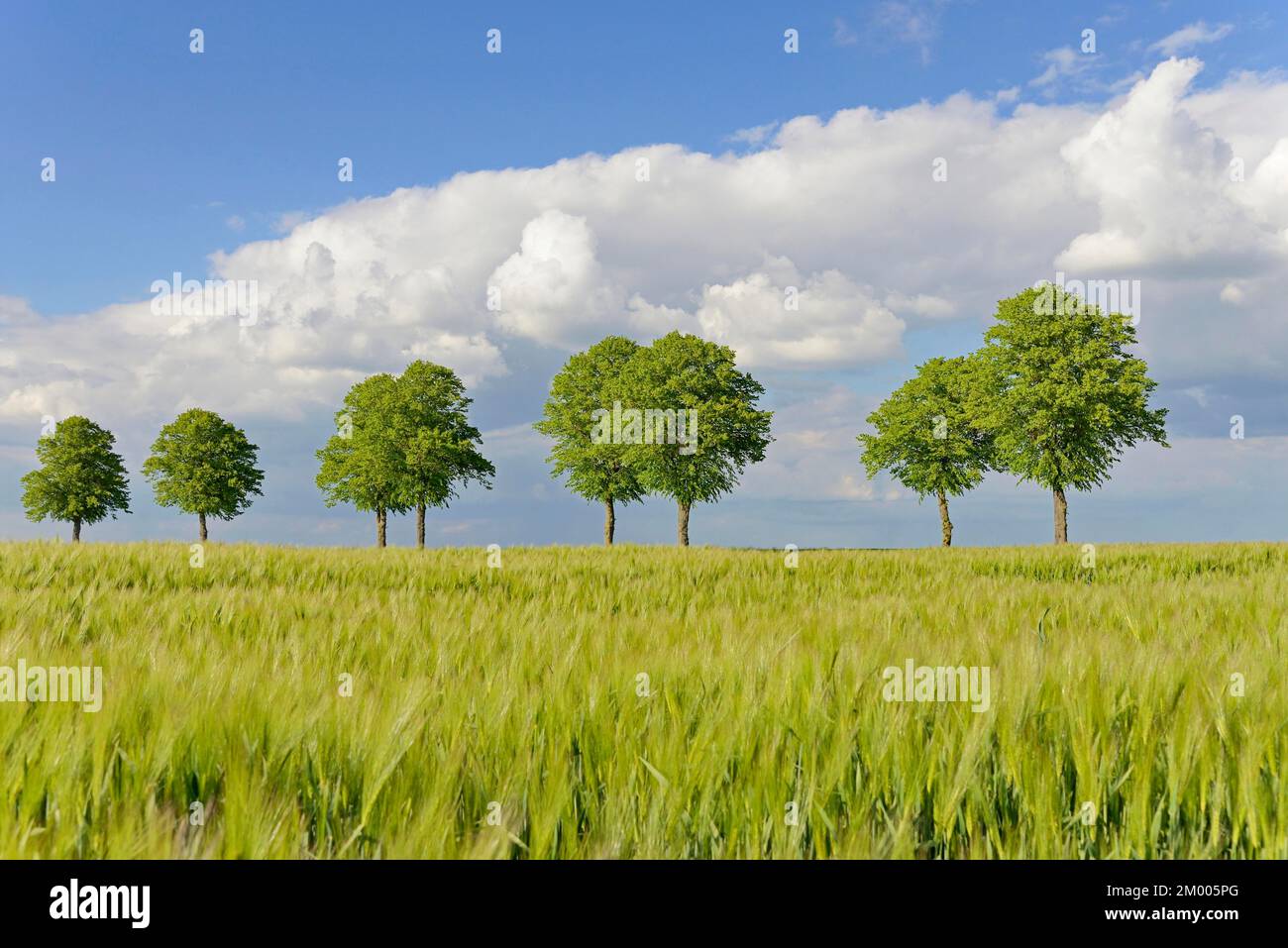 Linden trees (Tilia), row of trees by a green grain field, blue cloudy ...