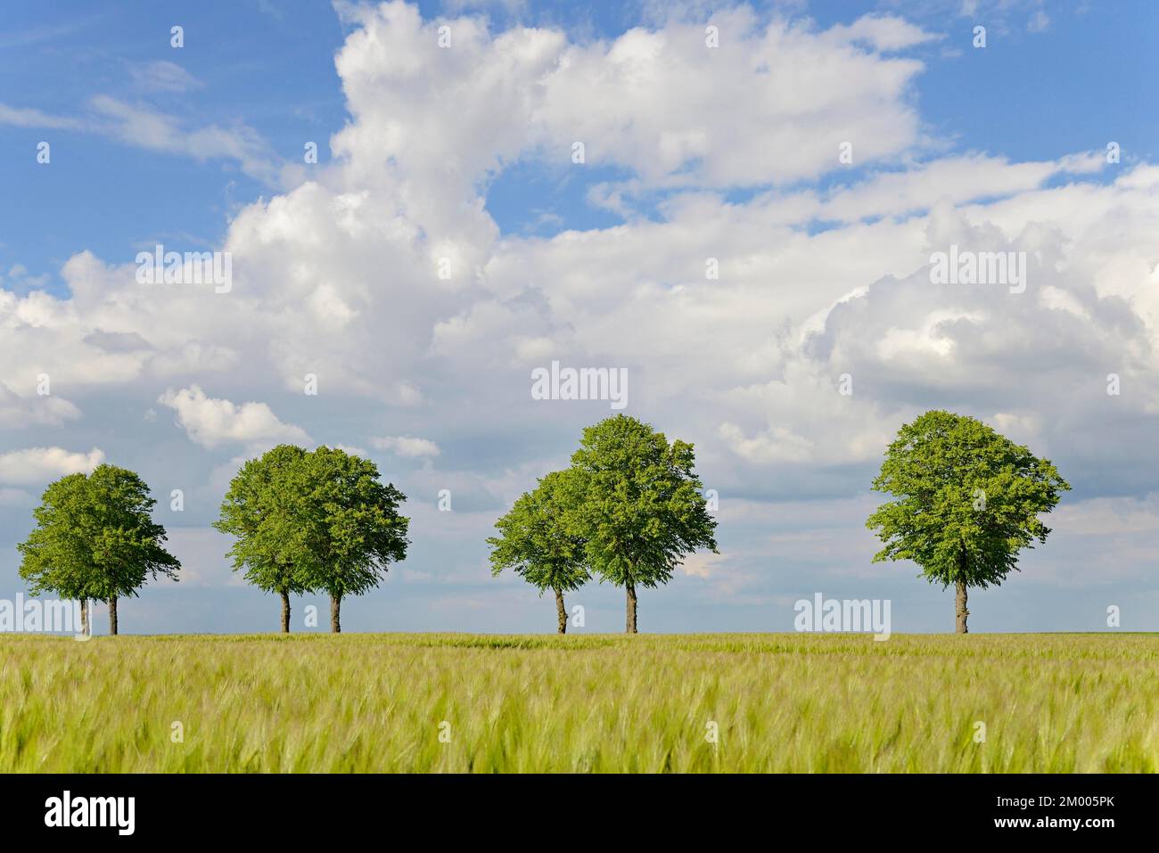 Linden trees (Tilia), row of trees by a green grain field, blue cloudy ...