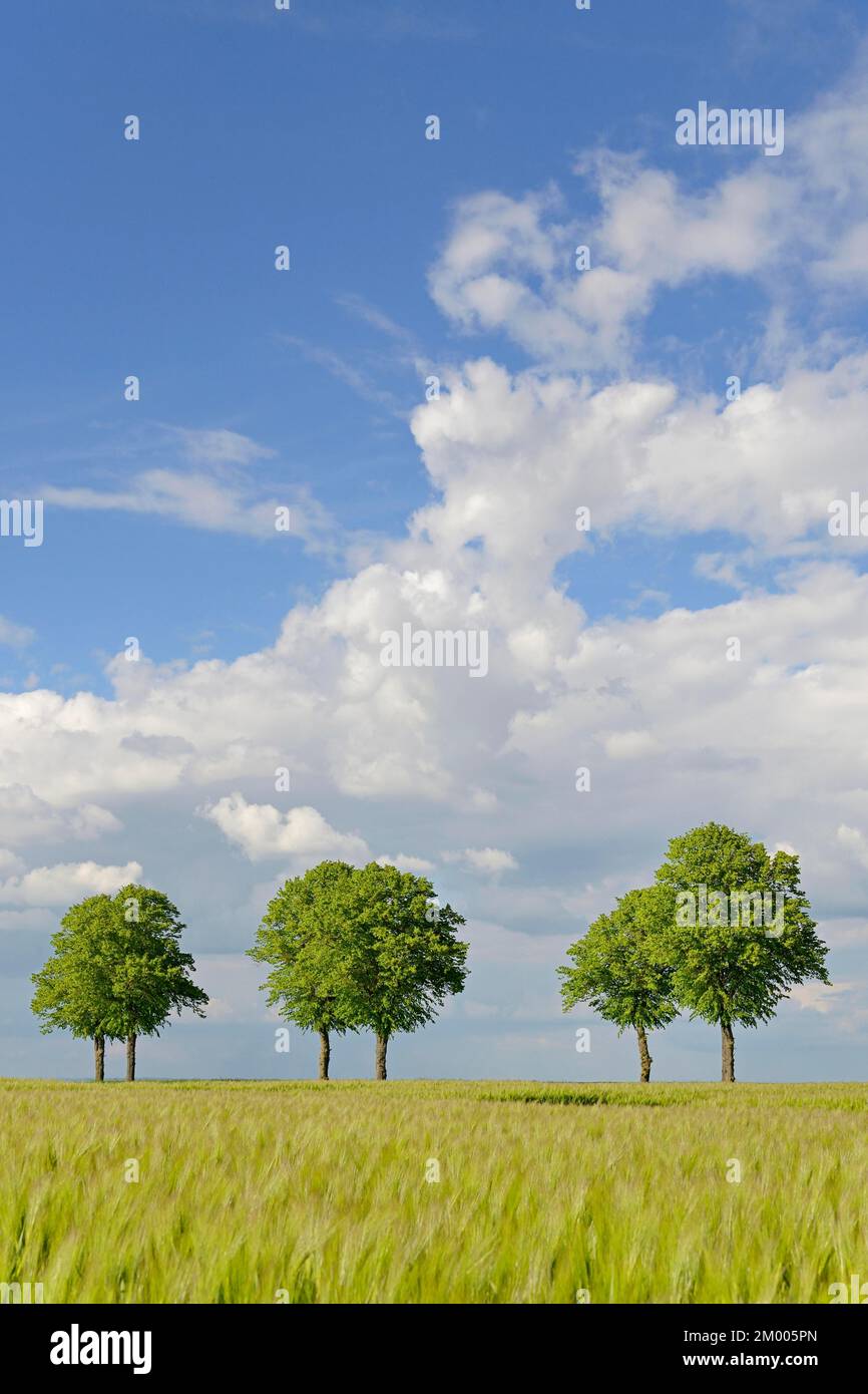 Linden trees (Tilia), row of trees by a green grain field, blue cloudy ...