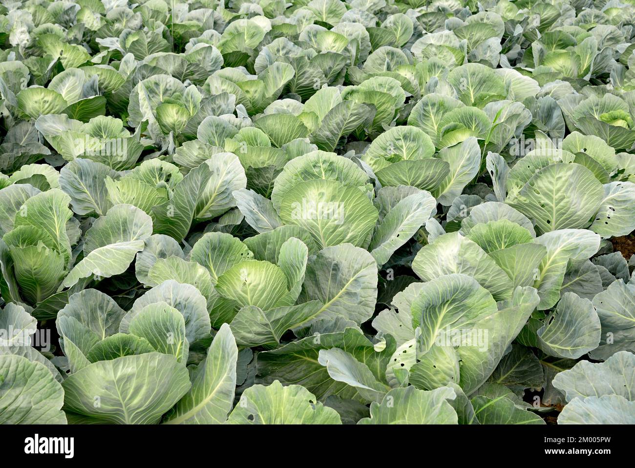 Field with white cabbage, vegetable cultivation, North Rhine-Westphalia ...