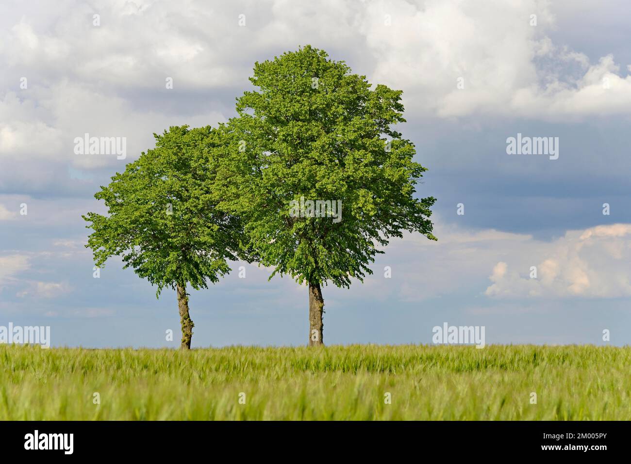 Linden trees (Tilia) in a green cornfield, blue cloudy sky, North Rhine ...