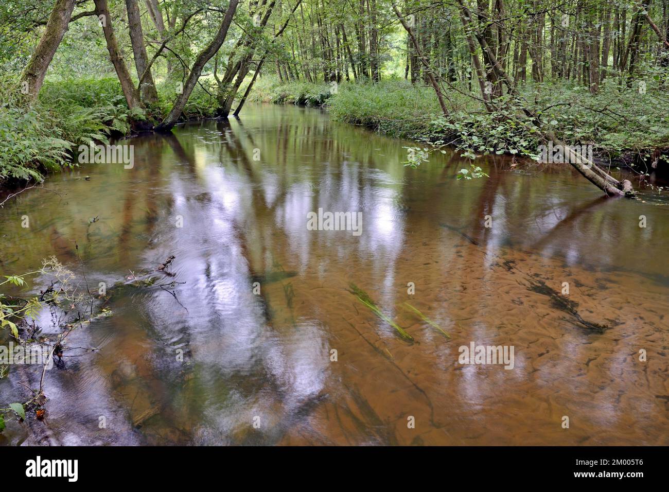 Typical flowing watercourse, river Örtze with alder marsh, Südheide ...
