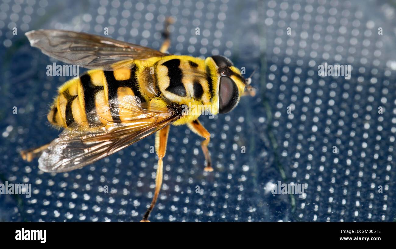 A hoverfly (Syrphidae) sitting on a bathroom window, Saranda, Albania ...