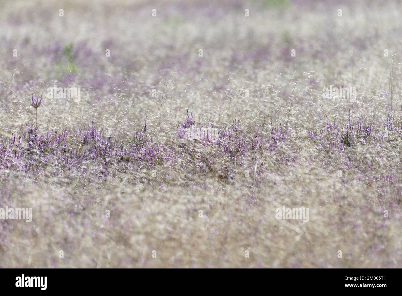 Heathland, Oberoher Heide, flowering common heather (Calluna Vulgaris ...