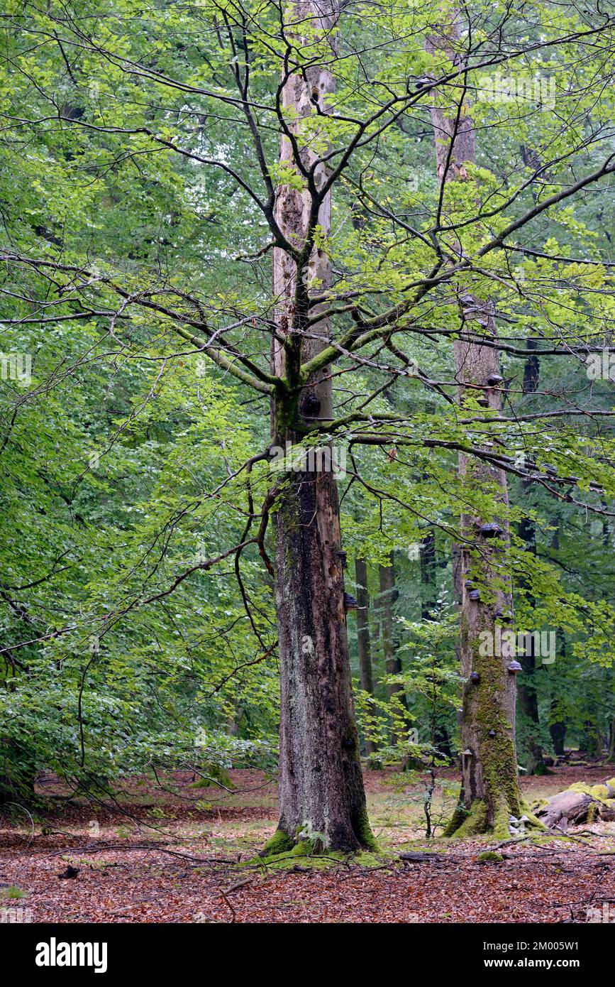Lüßwald, old copper beech trees in the Lüßberg natural forest reserve ...