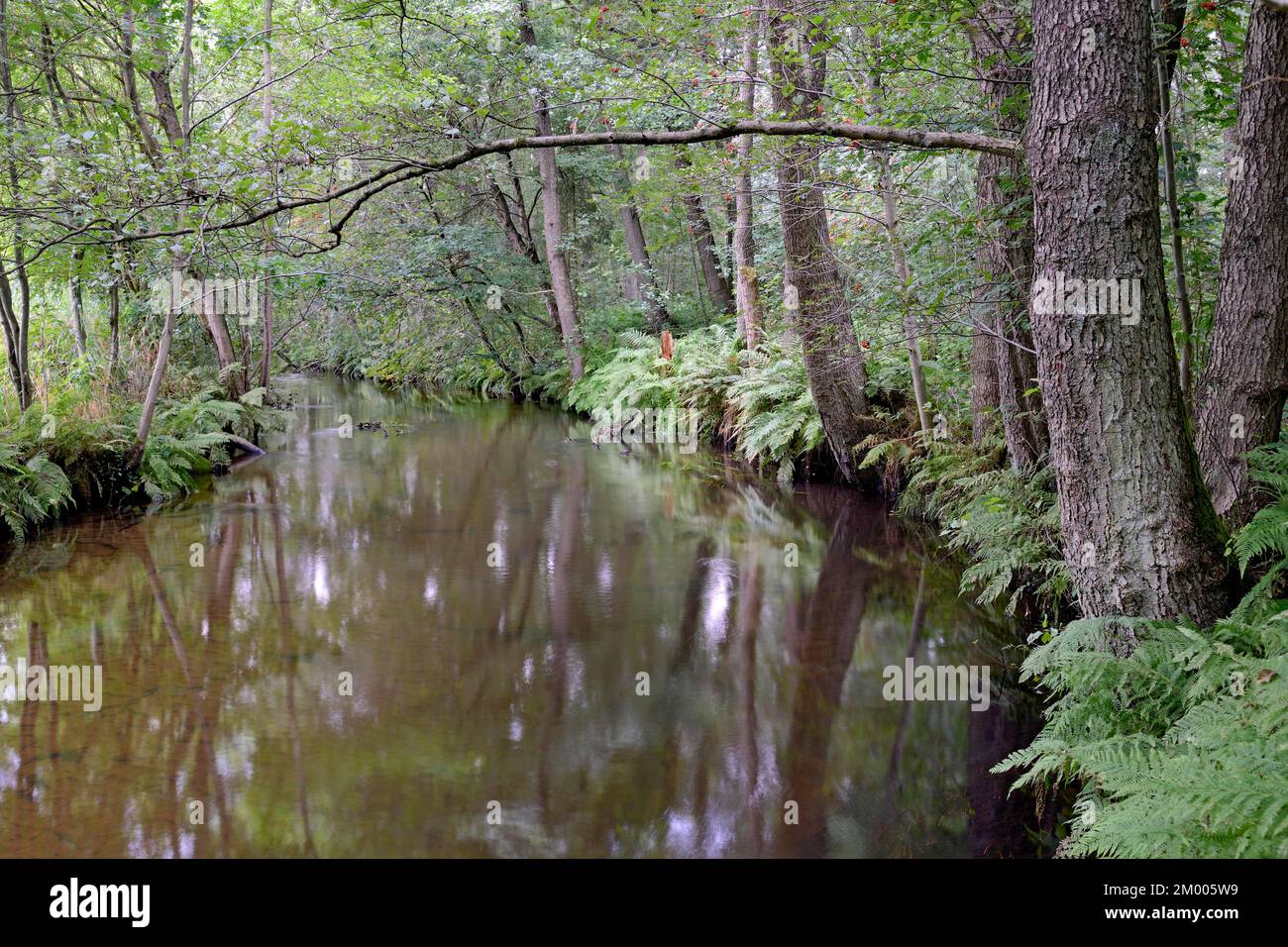 Typical flowing watercourse, river Örtze with alder marsh, Südheide ...