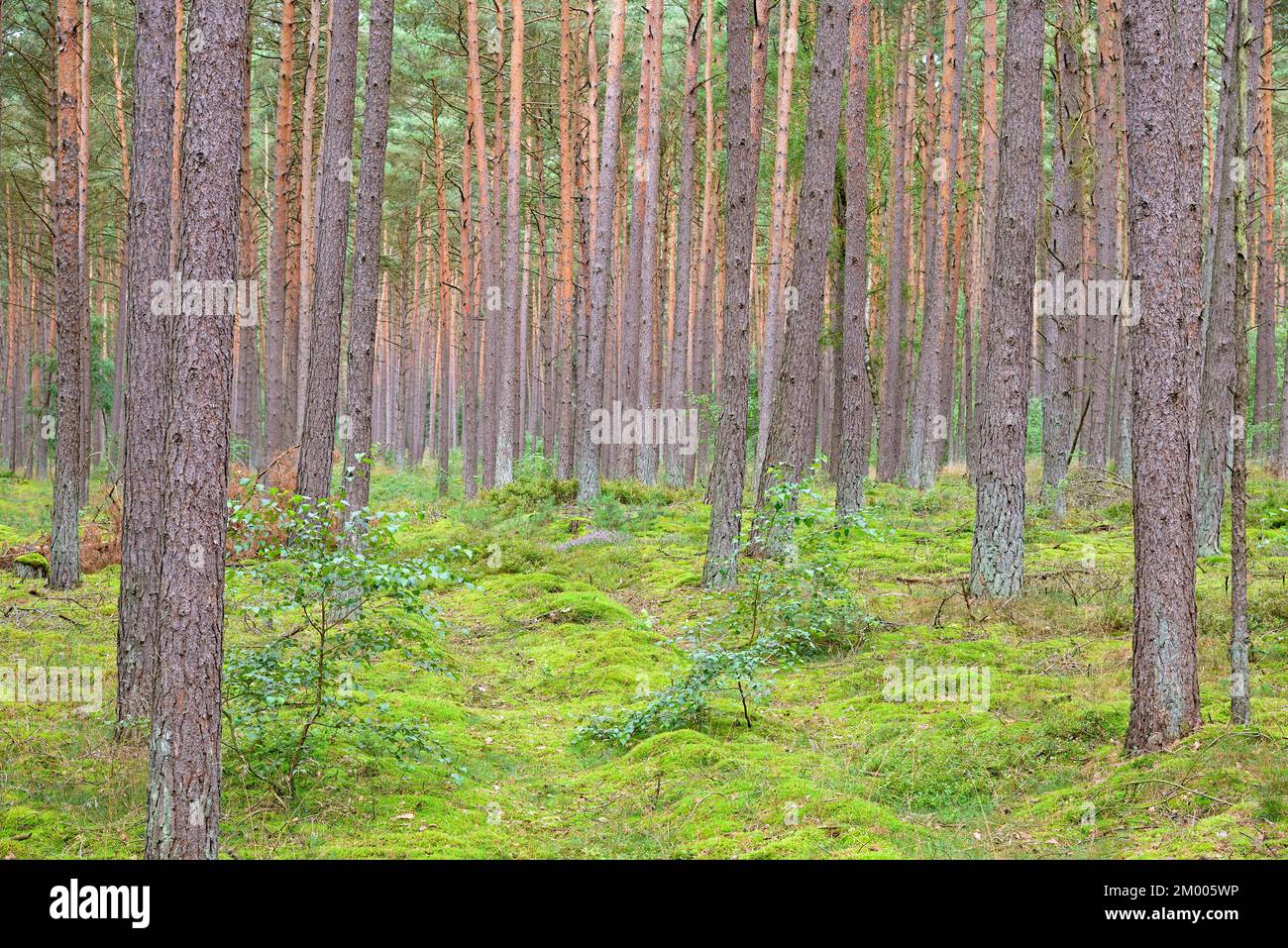 Coniferous forest, pines (Pinus), mossy forest floor, Südheide nature ...