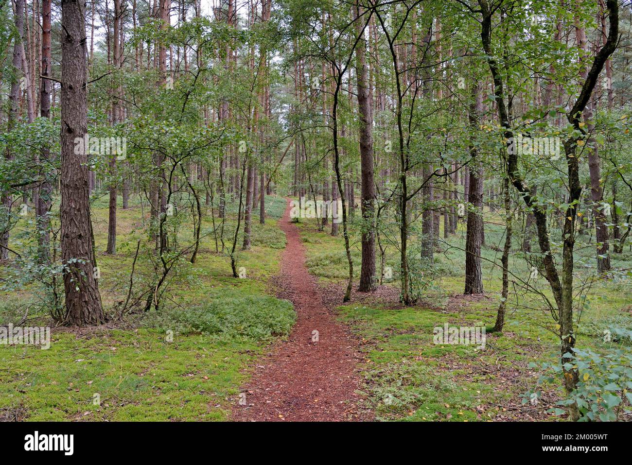 Hiking trail leads through a coniferous forest, pines (Pinus), Südheide ...