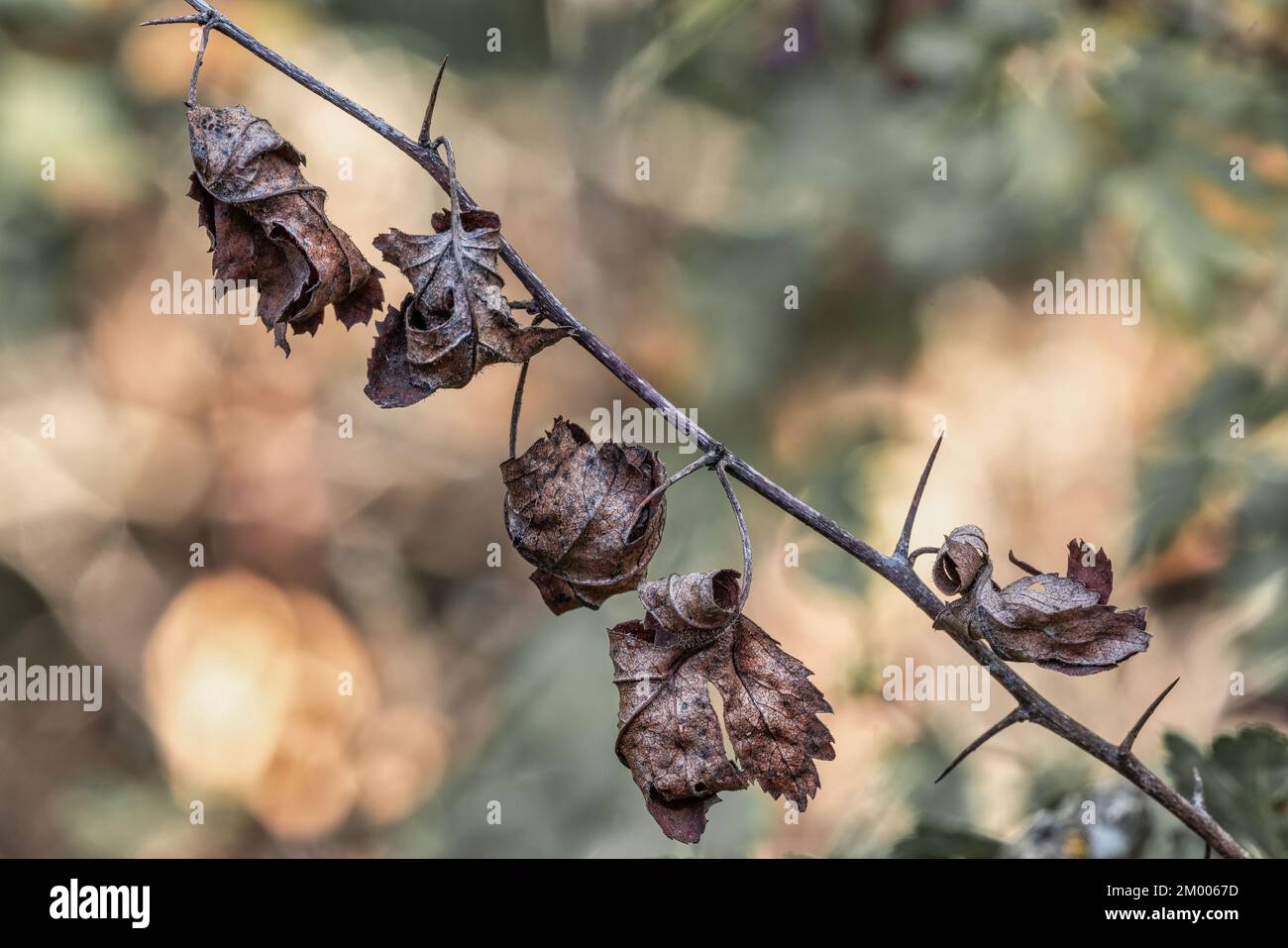 Branch with long thorns and crumpled dry leaves. Isolated on the blurry ...