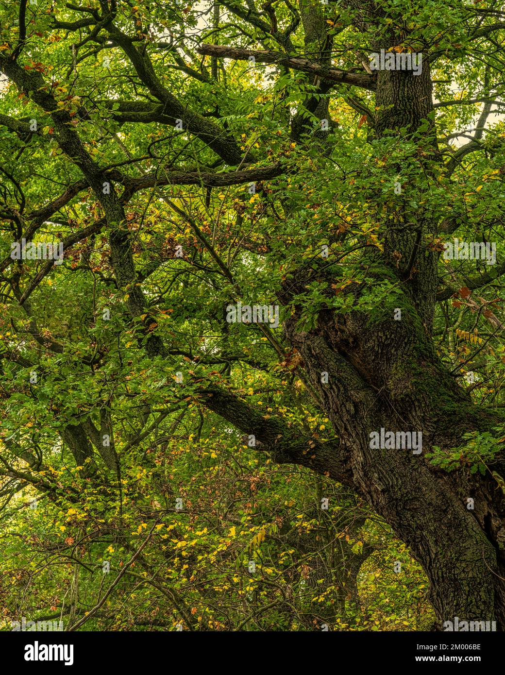 Downy oak trunks and branches in an oak forest. Abruzzo, Italy, Europe ...