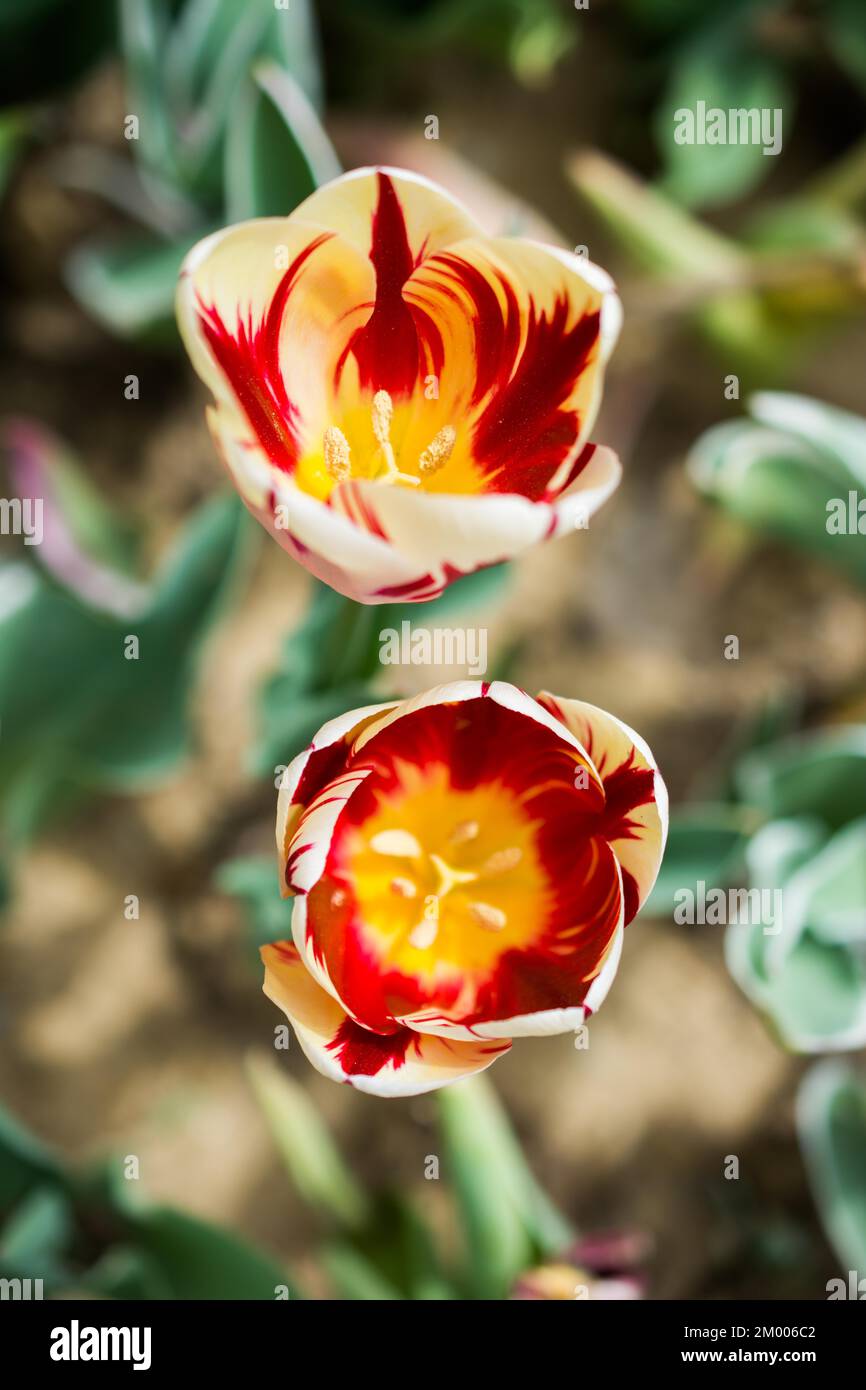Beautiful tulips flower for postcard beauty concept design Stock Photo ...