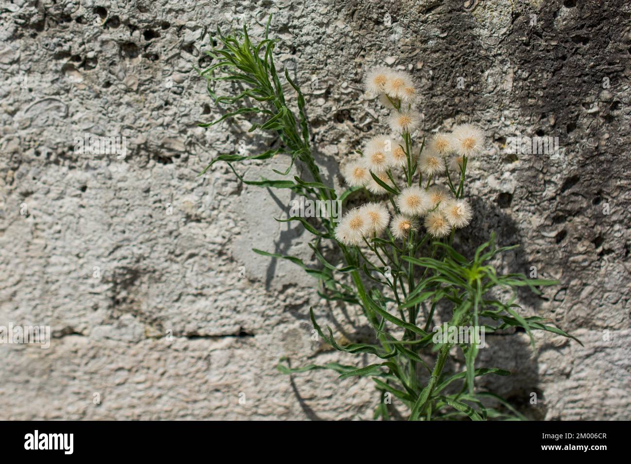 Beautiful fresh flowers in nature background Stock Photo - Alamy