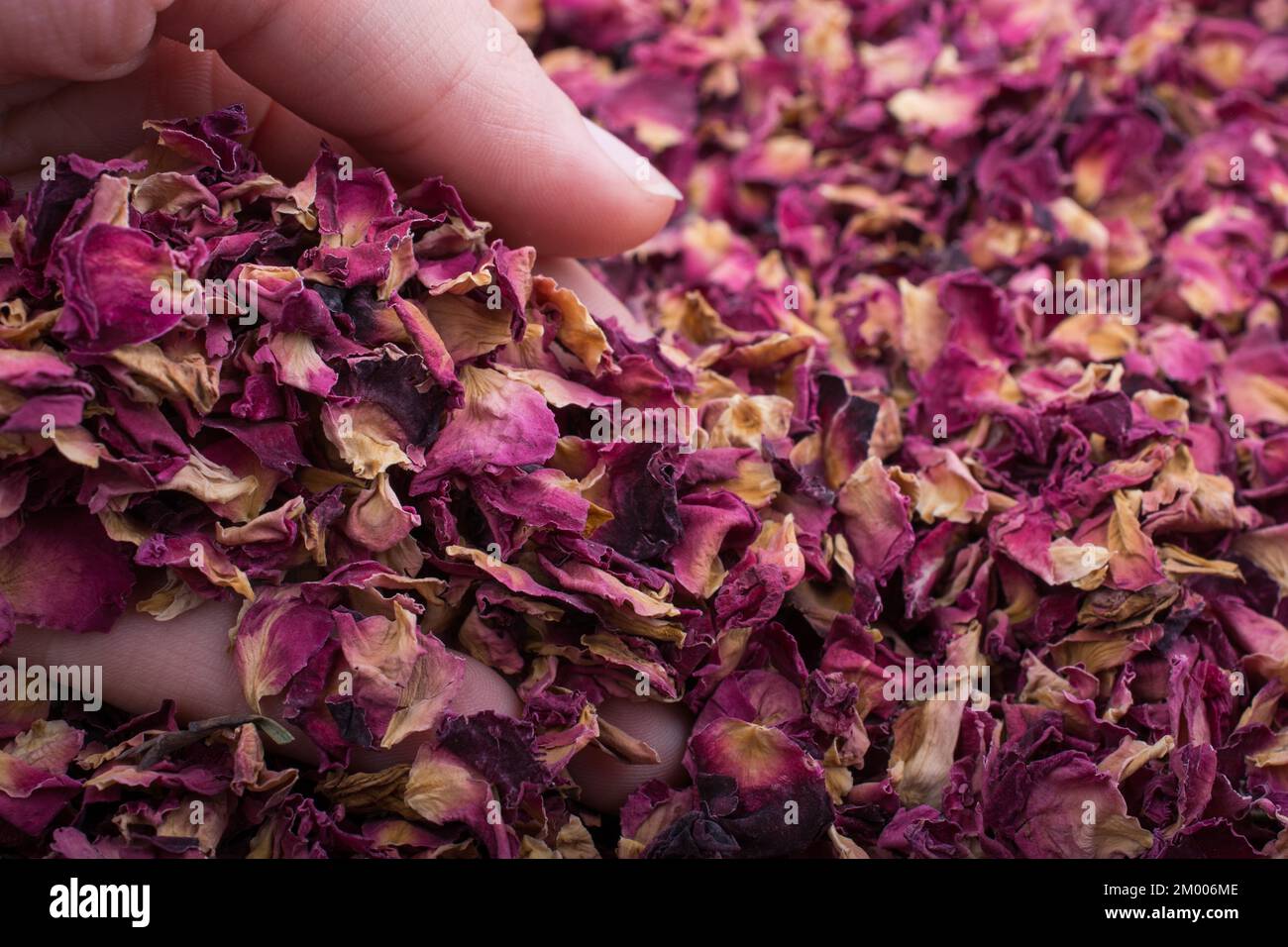Dried rose petals as herbal tea is in hand Stock Photo - Alamy