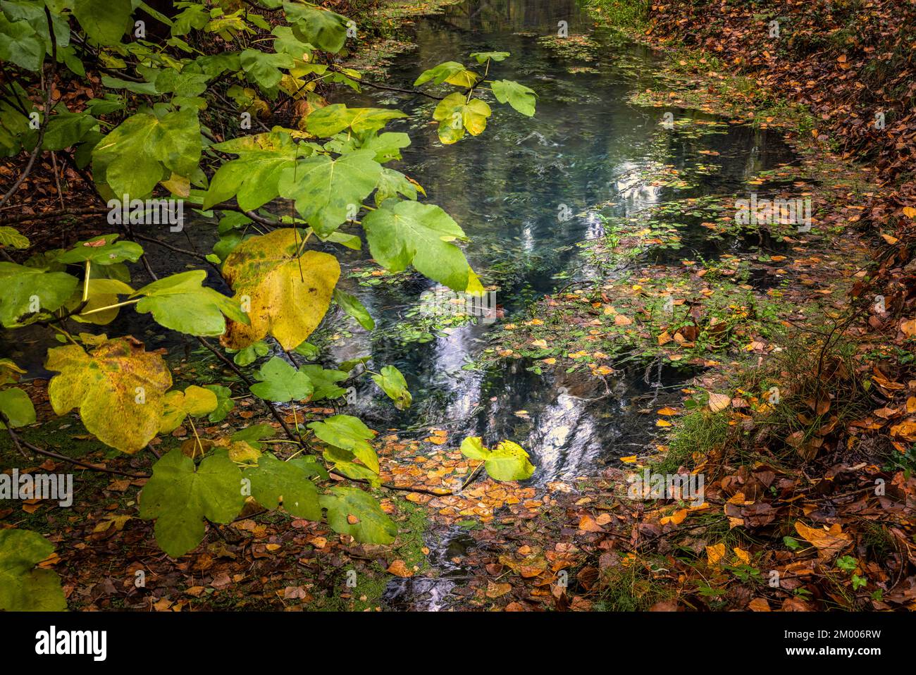 Leaves of the warm autumn color fallen into a puddle of water. Autumn ...