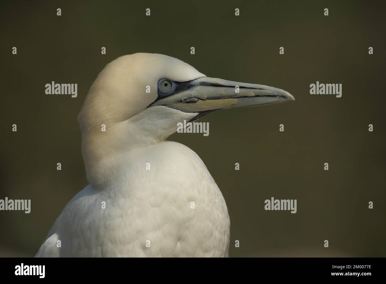 Northern gannet (Morus bassanus), portrait, head, detail, gannet ...