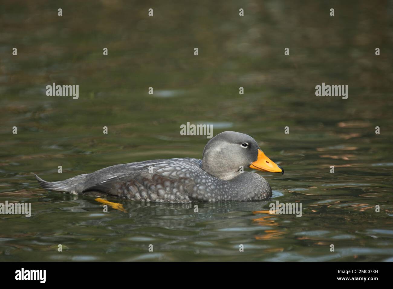 Magellan Steamer Duck, Giant Steamer Duck, Duck Birds fuegian steamer ...