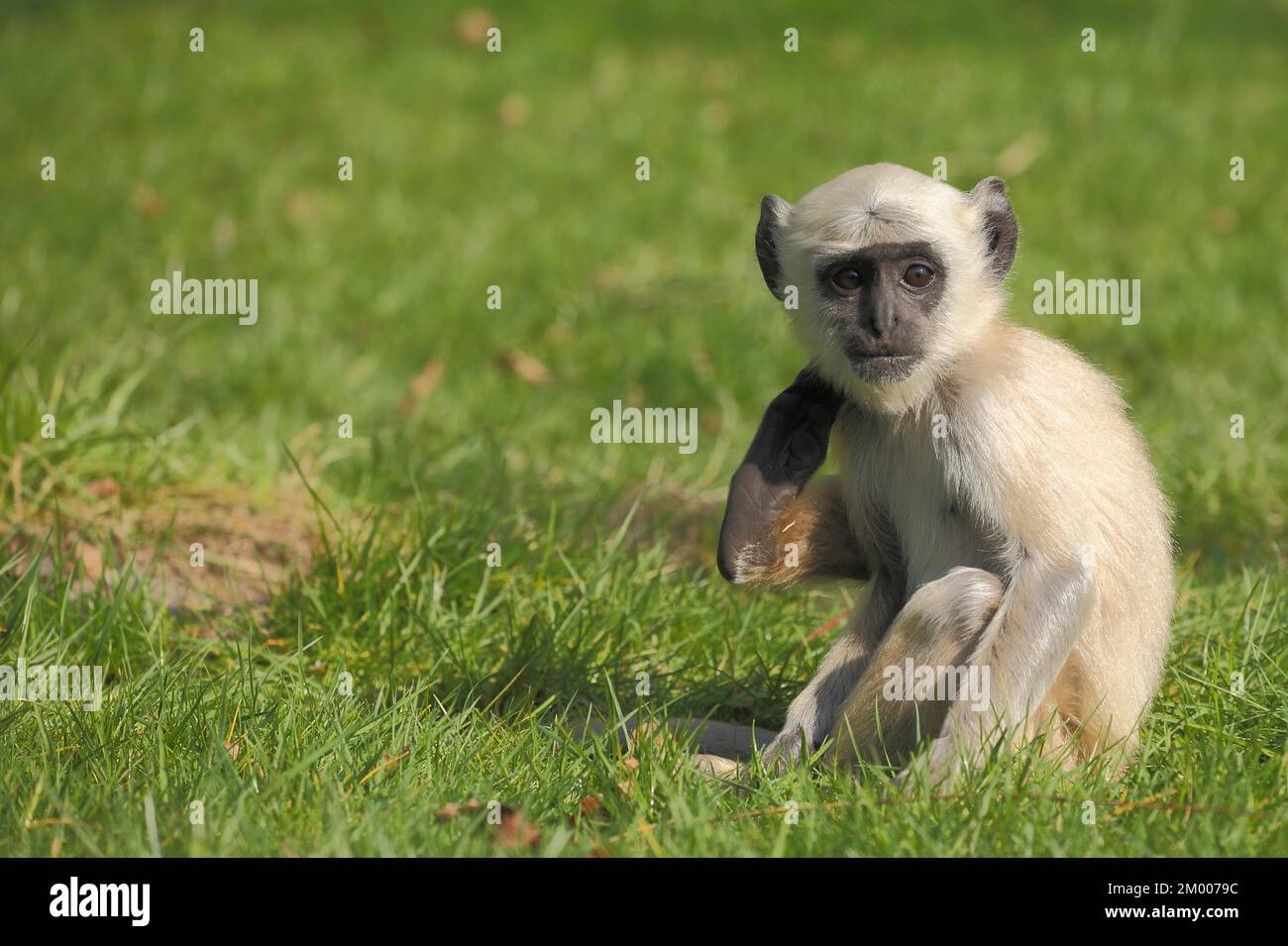 Northern plains gray langur (Semnopithecus entellus), juvenile, ground ...