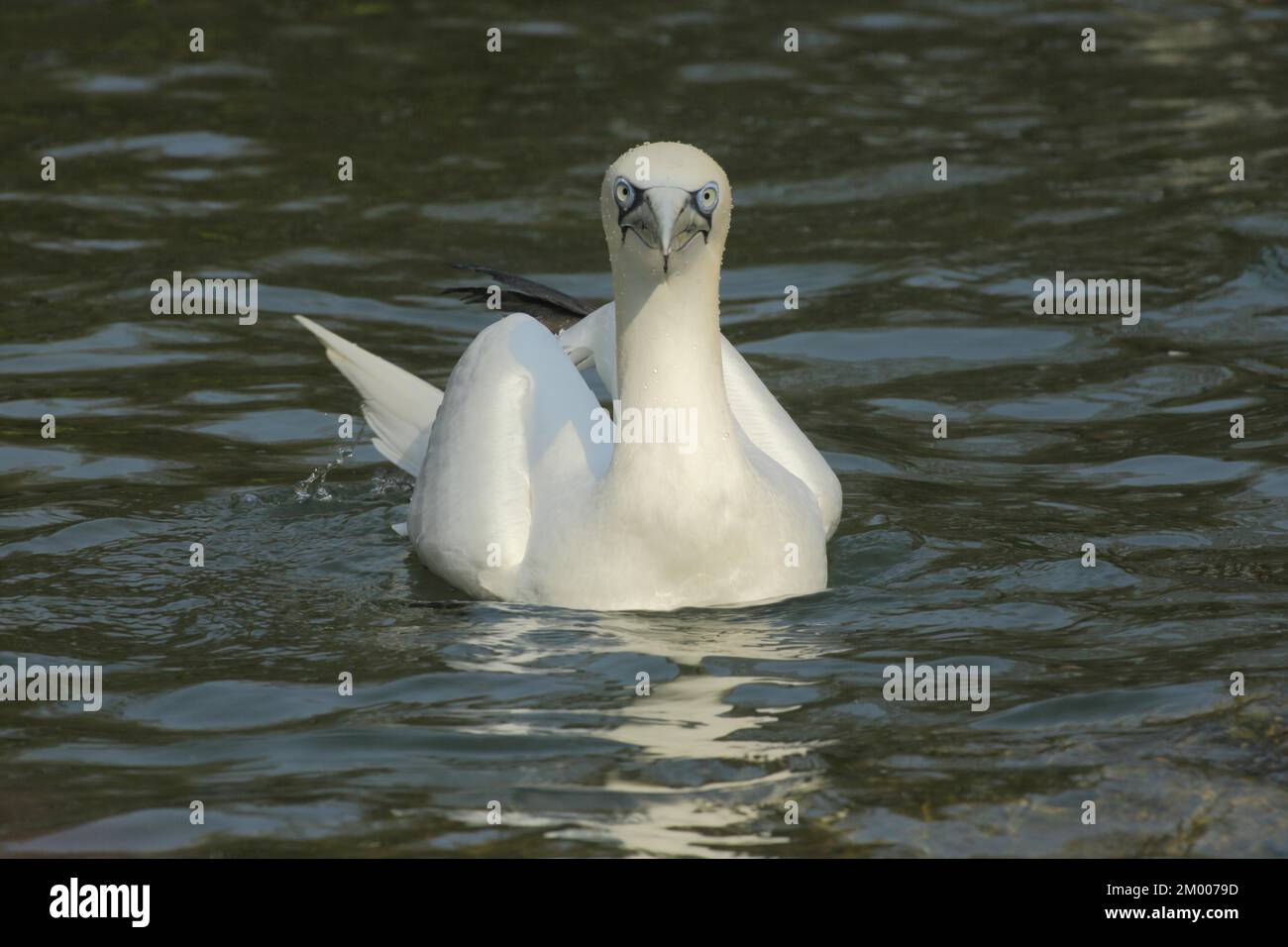 Northern gannet (Morus bassanus), swimming, view, frontal, booby ...