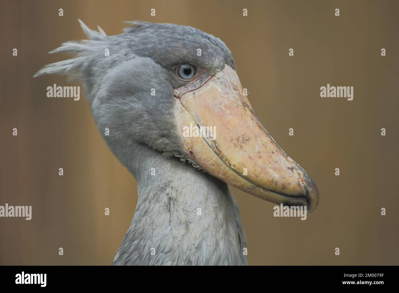 Shoebill (Balaeniceps rex), portrait, head, Balaenicipitidae, copepods ...