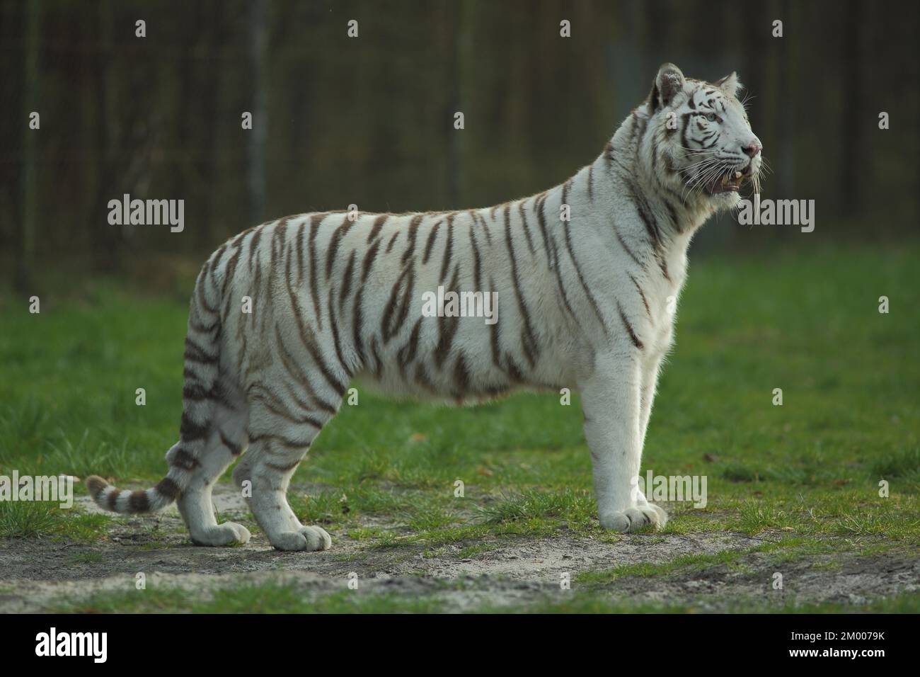 White Royal Bengal Tiger (Panthera tigris tigris), albino, white ...