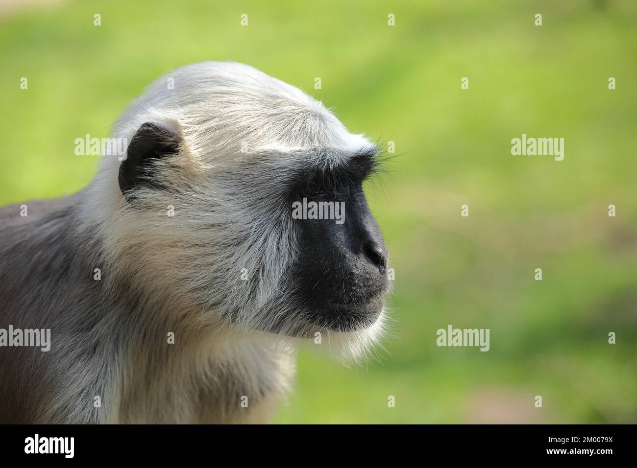 Northern plains gray langur (Semnopithecus entellus), portrait, captive ...