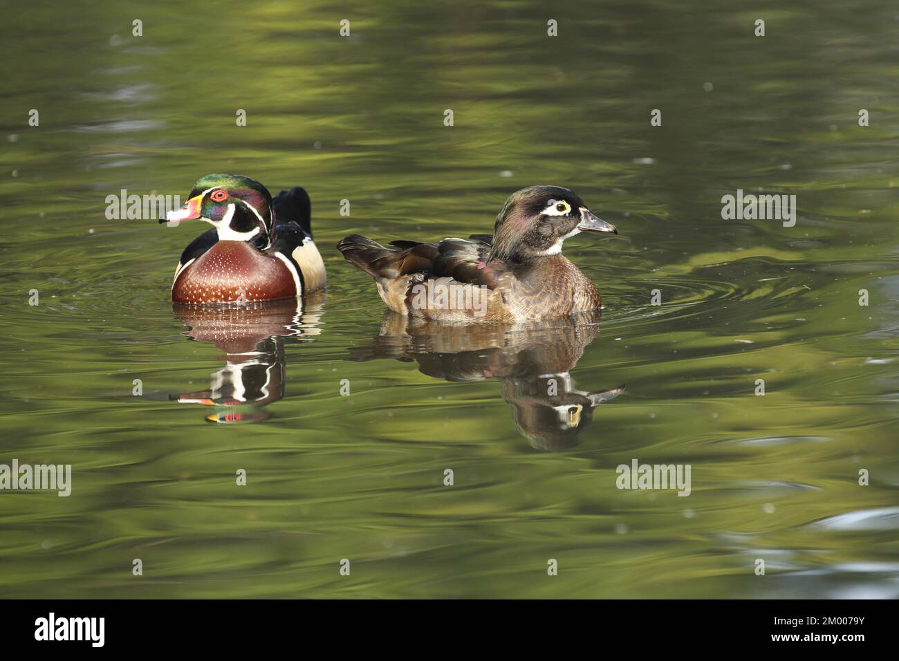 Male and female captive birds hi-res stock photography and images - Alamy