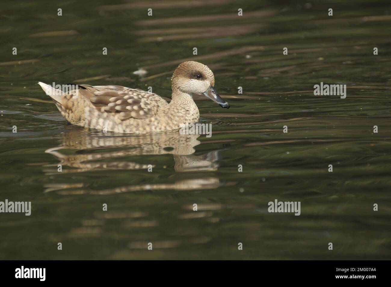 Marmorente hi-res stock photography and images - Alamy