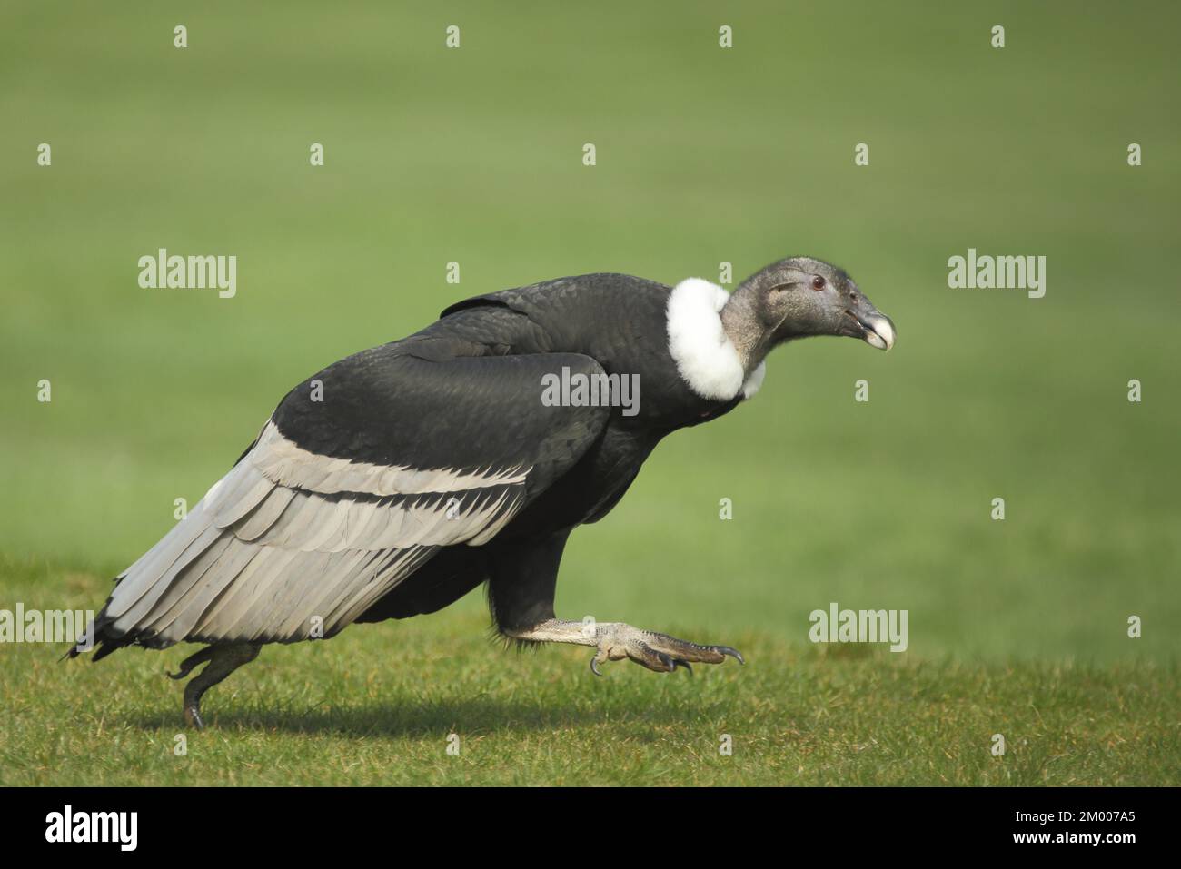 Andean condor (Vultur gryphus), running, walking, moving, running, leg ...