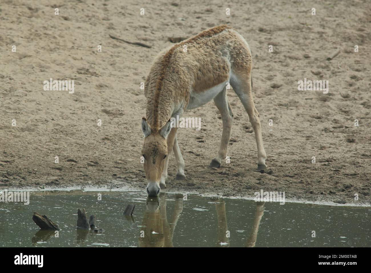 Onager (Equus hemionus), water, drink, shore, captive Stock Photo - Alamy