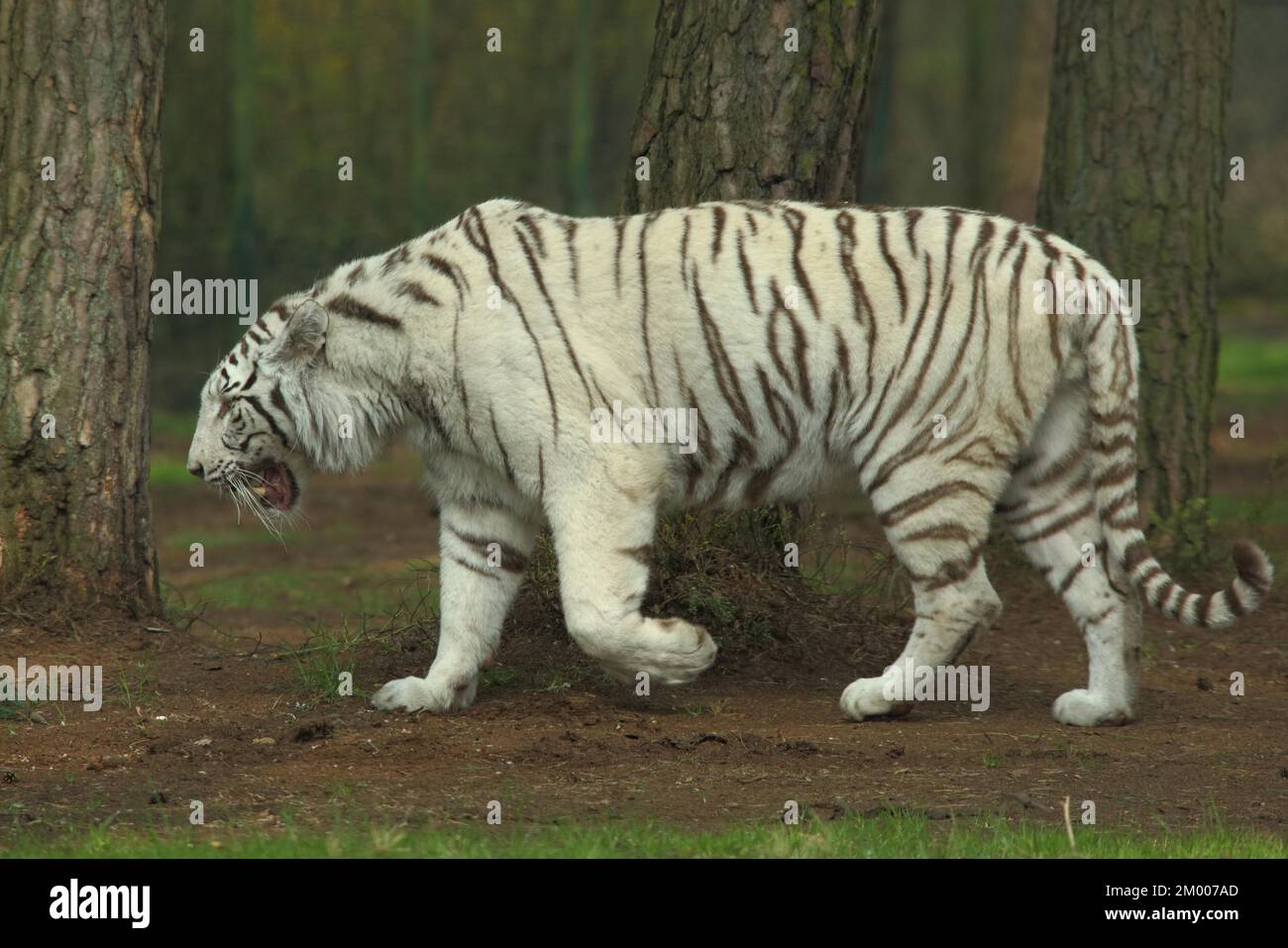 White Royal Bengal Tiger (Panthera tigris tigris), albino, white ...