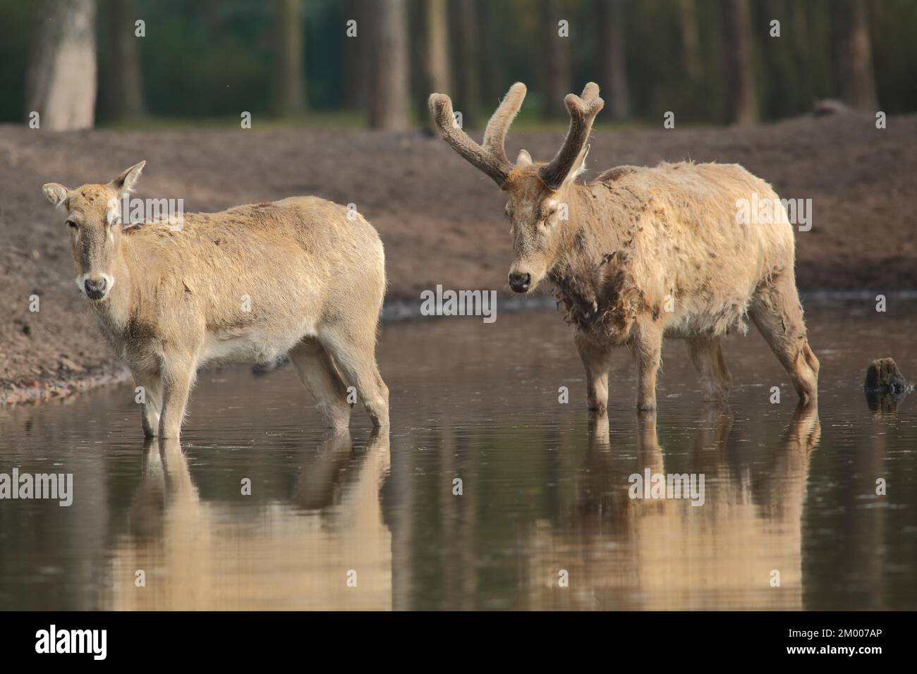 Père david's deer (Elaphurus davidianus), male, female, water, two ...
