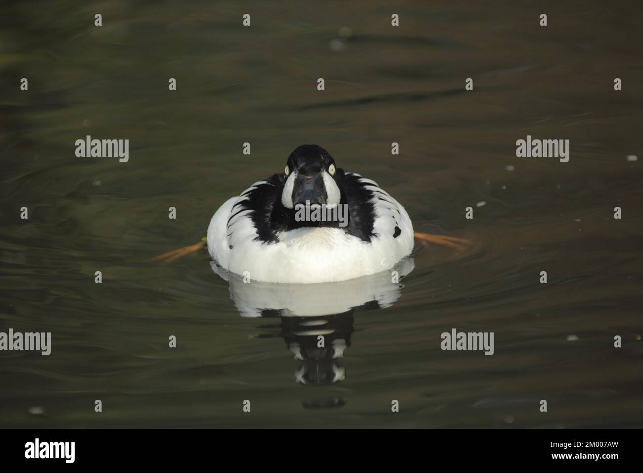 Common Goldeneye (Bucephala clangula), male, swimming, feet, frontal ...