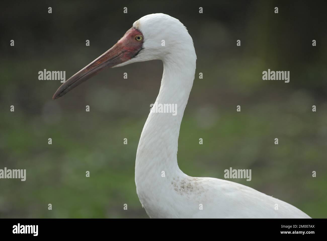 Snow Crane, portrait, Cranes siberian crane (Grus leucogeranus), crane ...