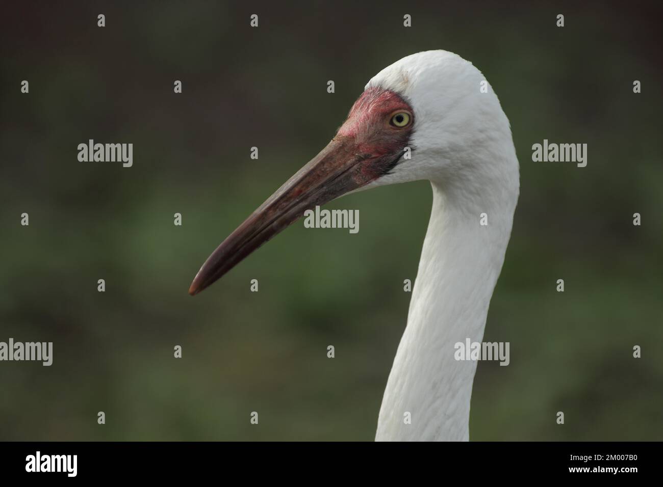 Snow Crane, portrait, head, detail, Cranes siberian crane (Grus ...