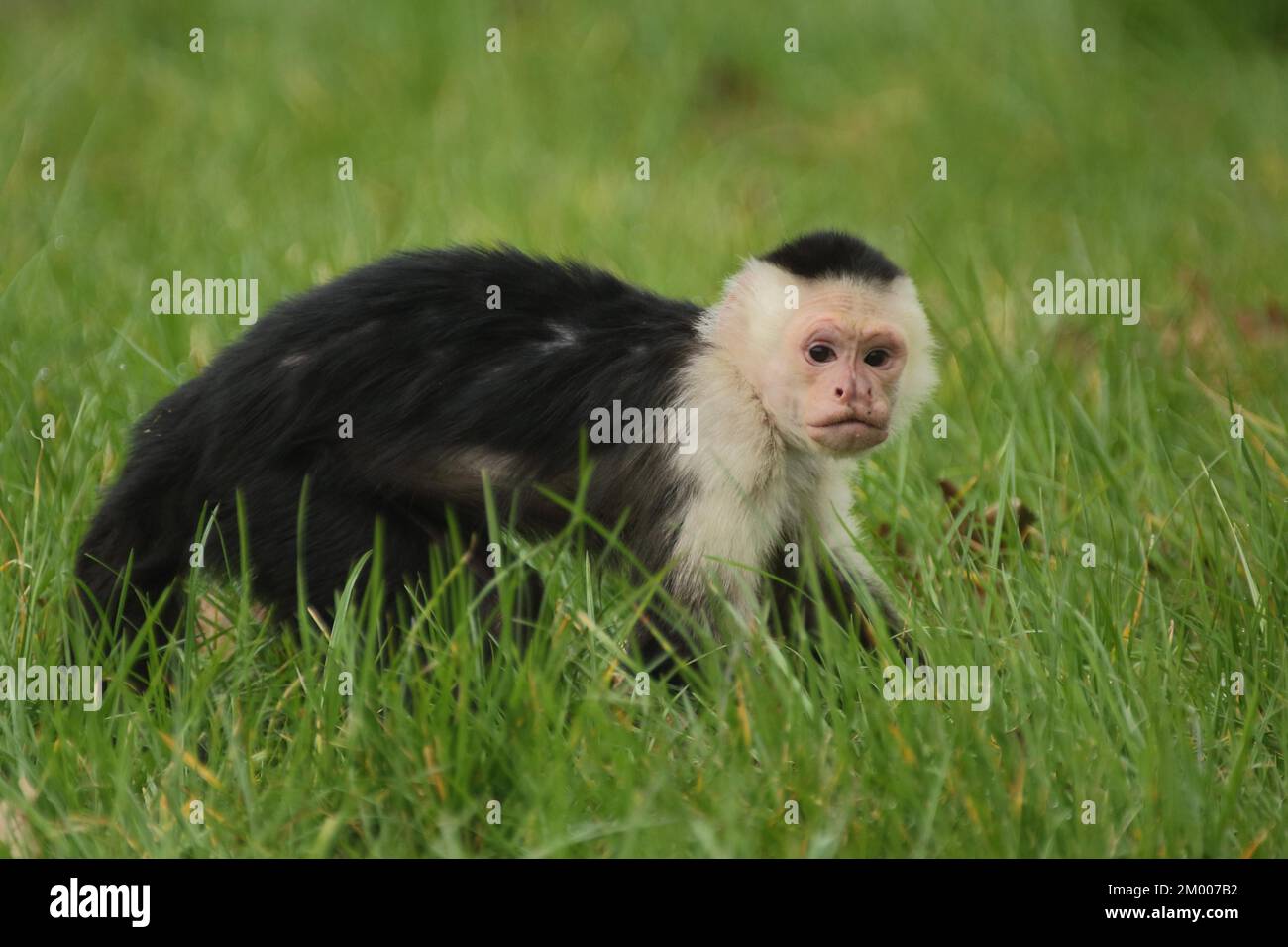 White-headed capuchin (Cebus capucinus), grass, ground, captive Stock ...