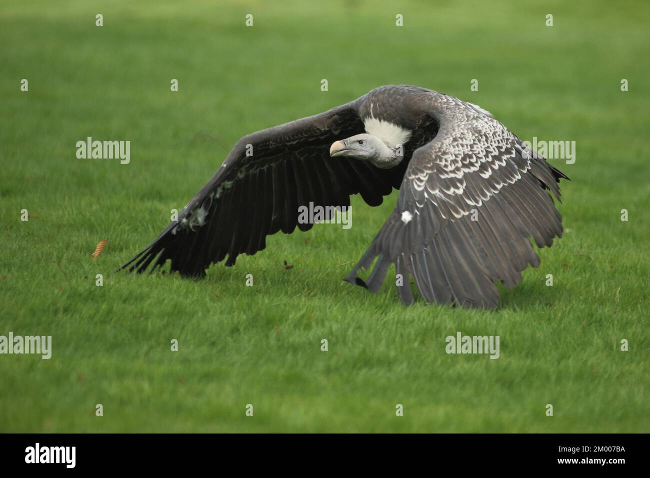 White-backed vulture (Gyps africanus), flight, ground, lesser griffon ...