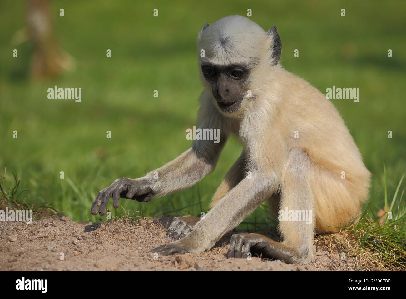 Northern plains gray langur (Semnopithecus entellus), young, ground ...