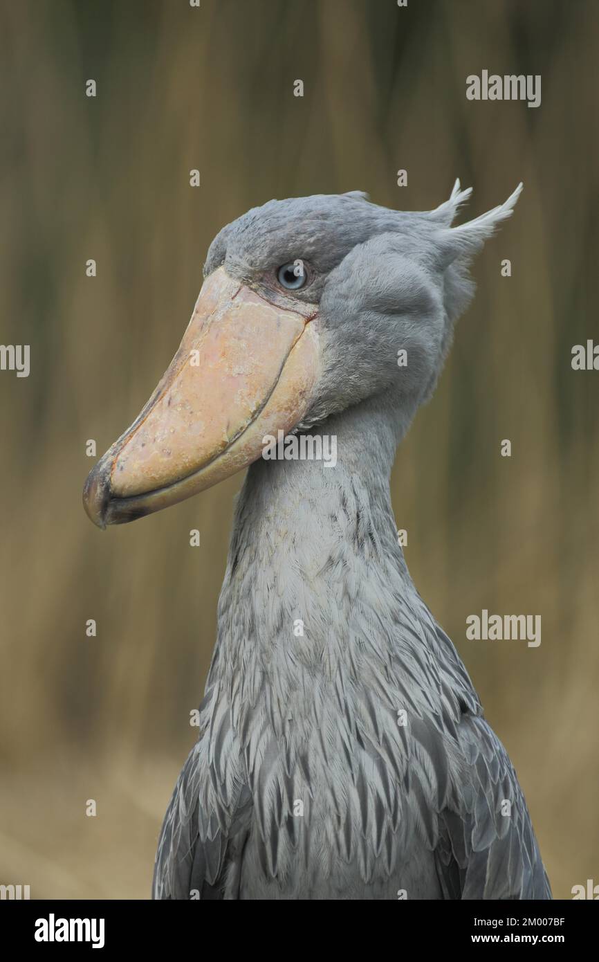 Shoebill (Balaeniceps rex), portrait, Balaenicipitidae, copepods ...