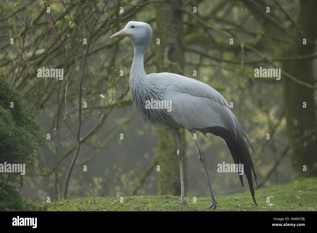 Paradise crane (Grus paradisea), cranes (Gruidae), crane, crane birds ...