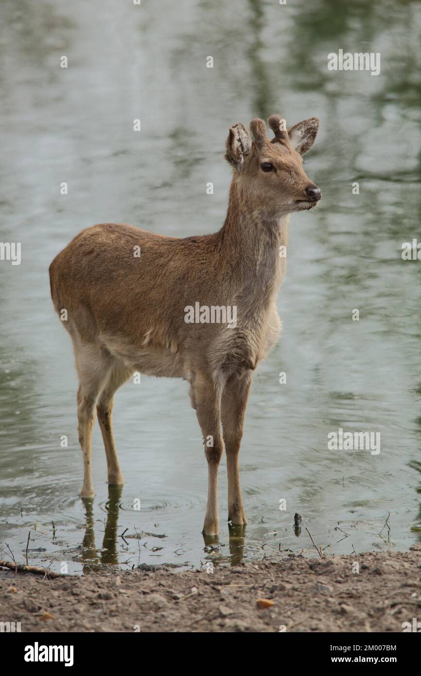 Dybowski deer (Cervus nippon dybowskii), water, bank, captive Stock ...
