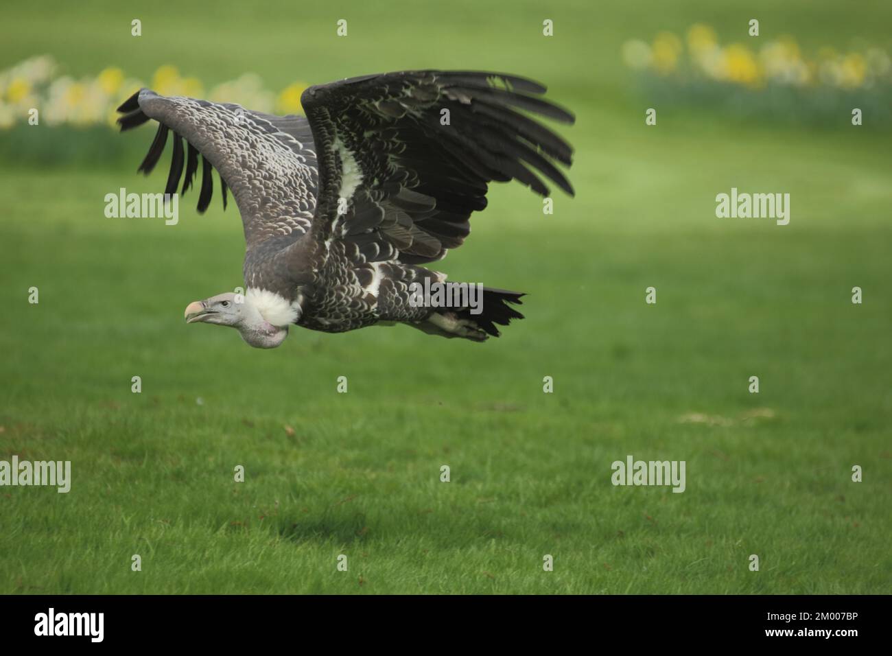 White-backed vulture (Gyps africanus), flight, ground, lesser griffon ...
